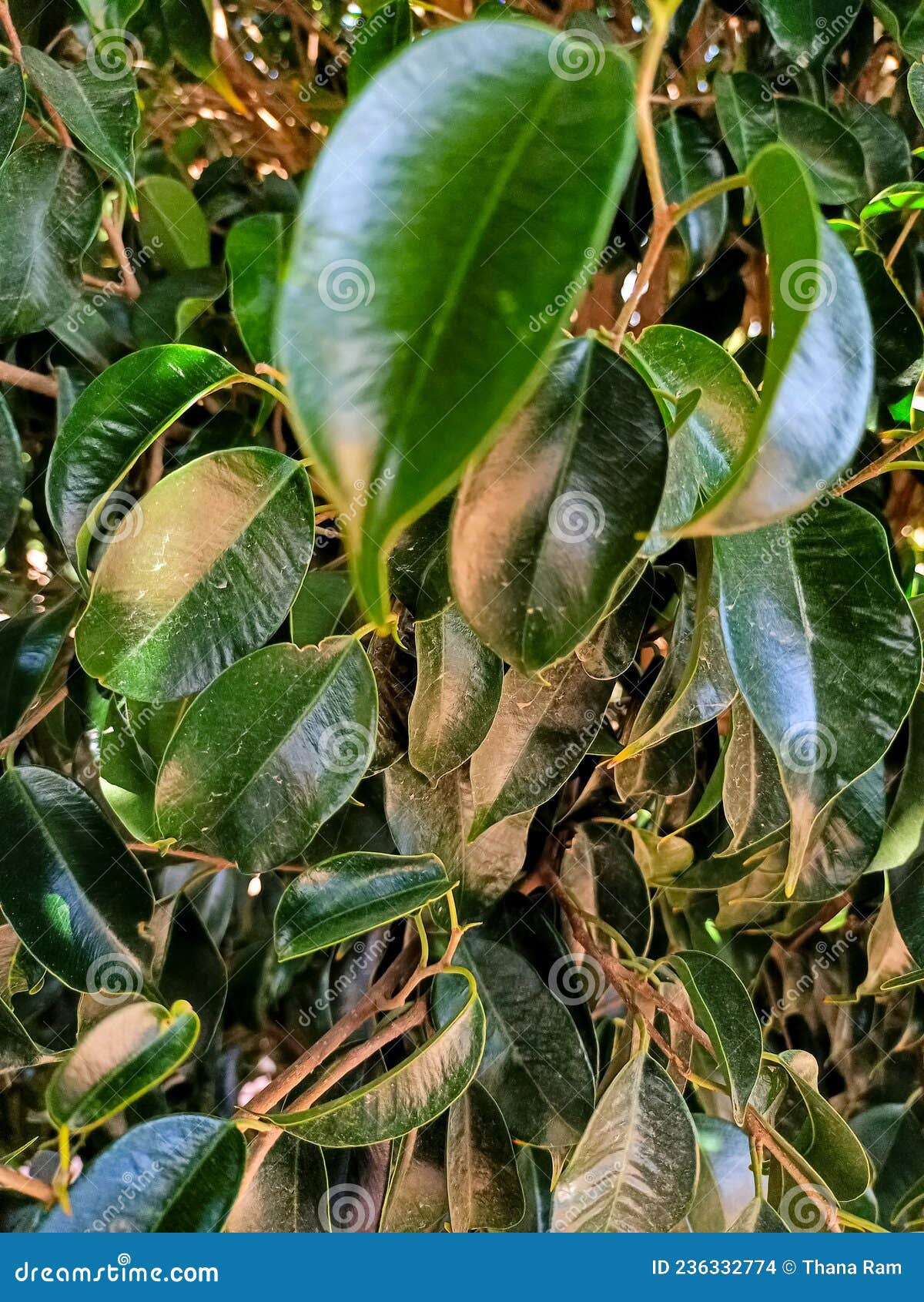Ficus Religiosa Pipal Tree Tree Leaves Stock Photo - Image of forest ...