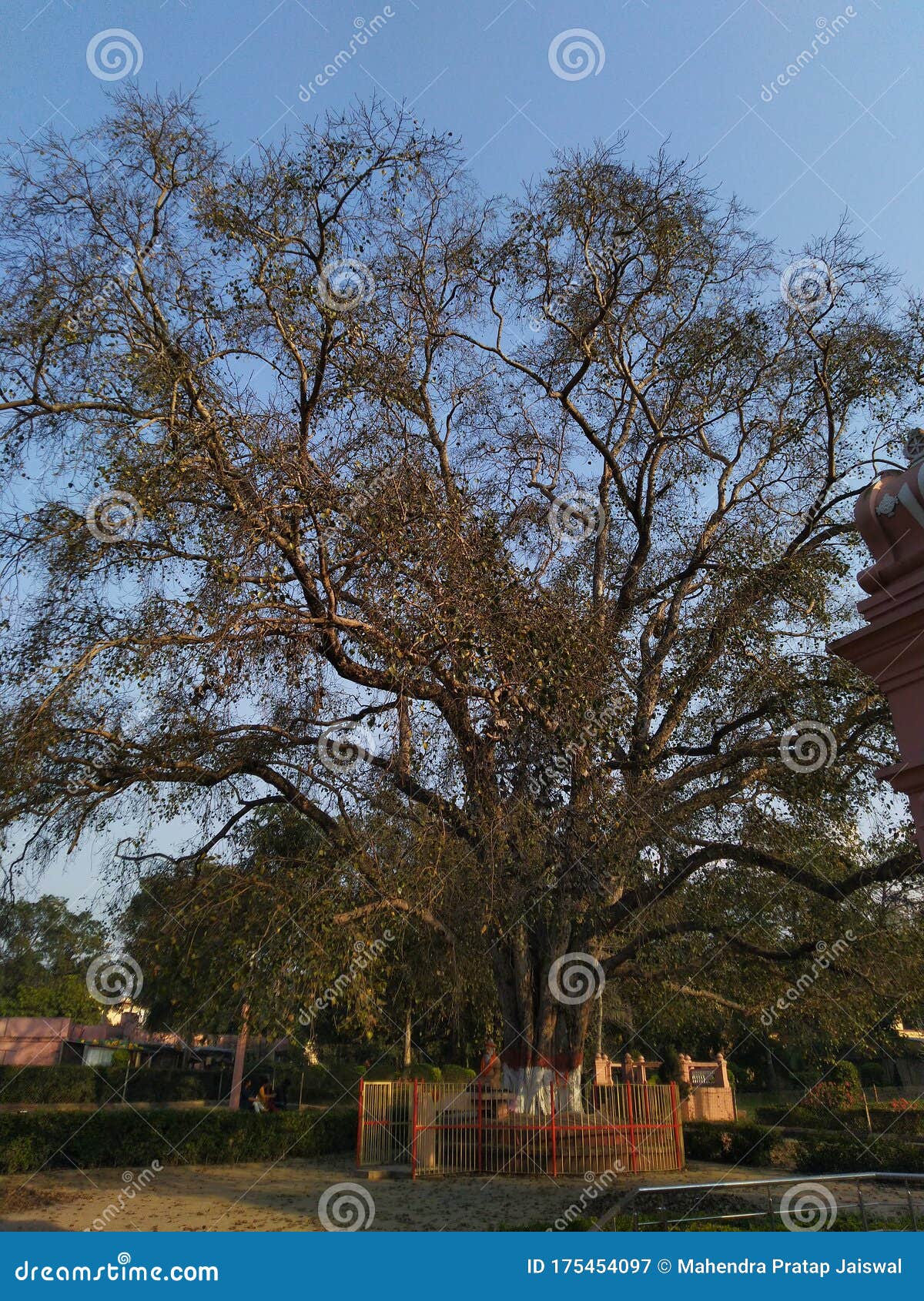 Ficus Religiosa or Sacred Fig Tree Stock Image - Image of religiosa ...