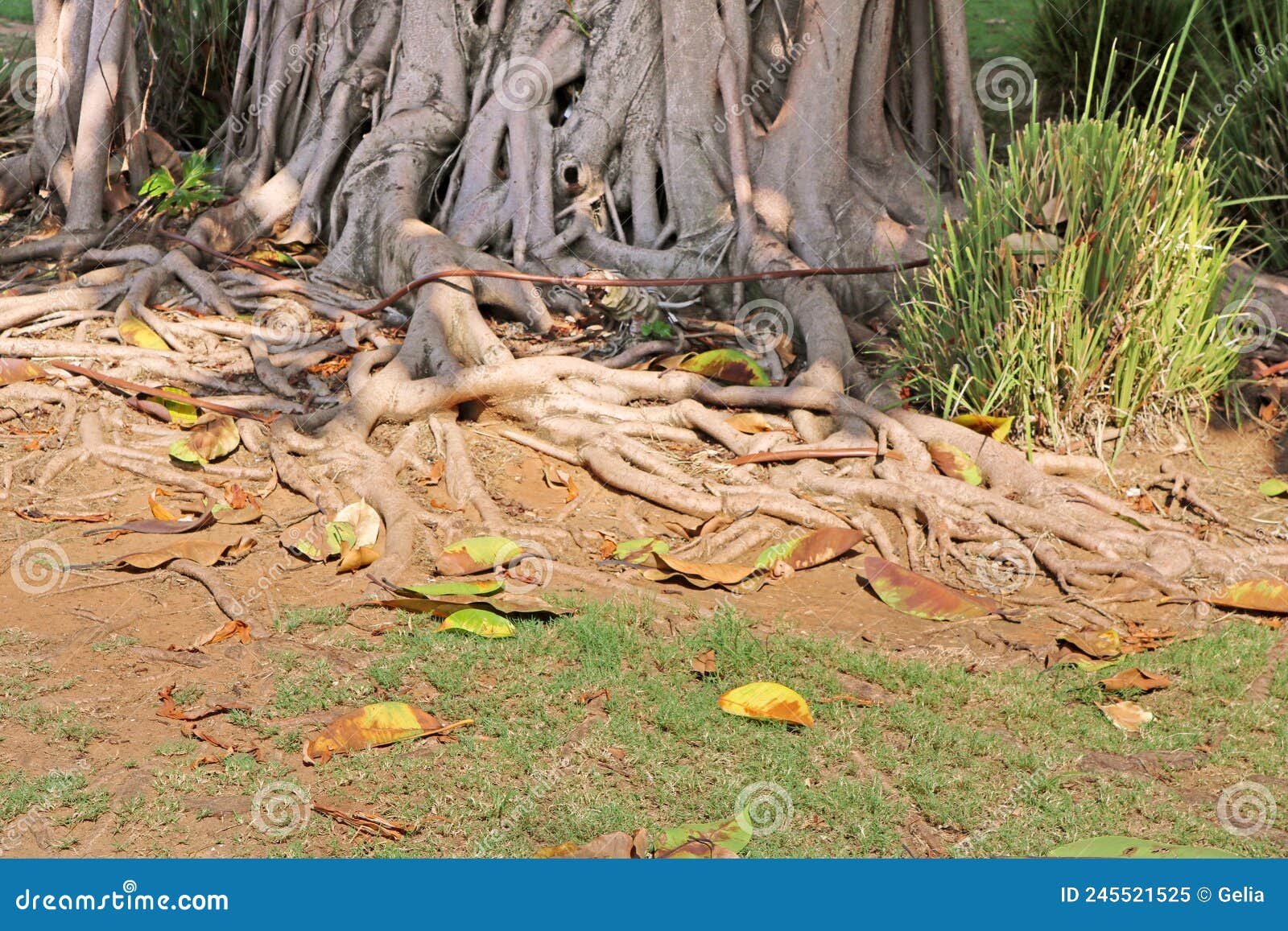 Ficus Root System in Tel Aviv, Israel Stock Image - Image of ...