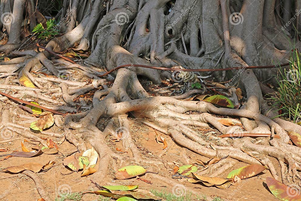 Ficus Root System in Tel Aviv, Israel Stock Photo - Image of growth ...