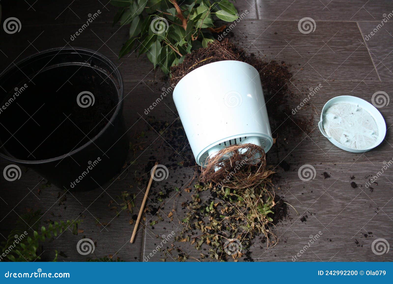 Ficus Roots Sprouted through a Flower Pot Stock Photo - Image of plant ...