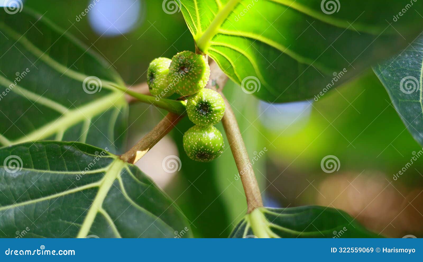Ficus Septica Leaves. Stock Photography | CartoonDealer.com #330335198