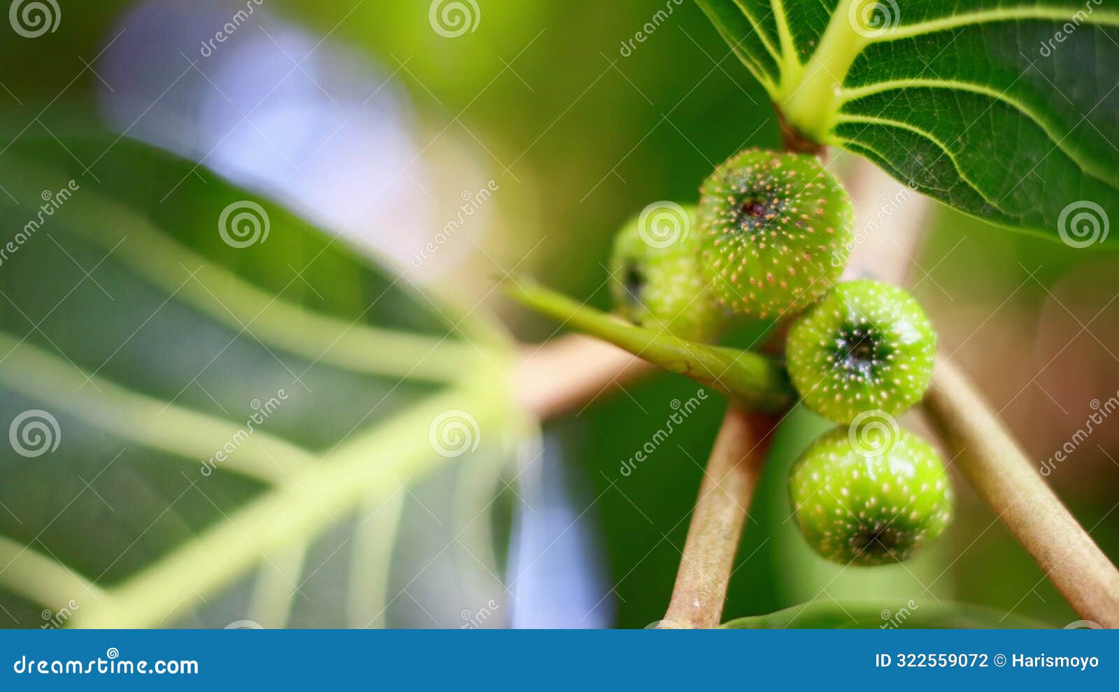 Ficus Septica Leaves. Stock Photography | CartoonDealer.com #330335198