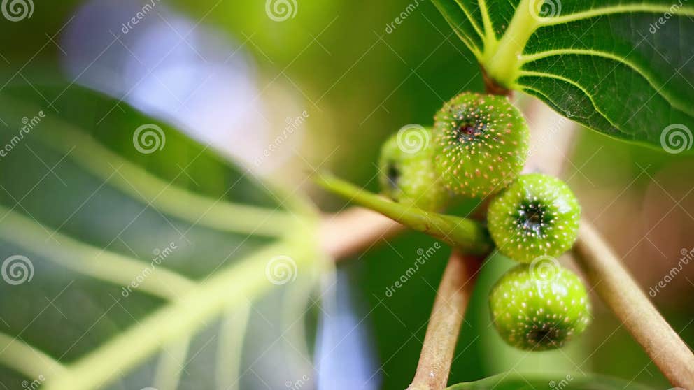 Ficus septica fruit stock photo. Image of moraceae, awar - 322559072