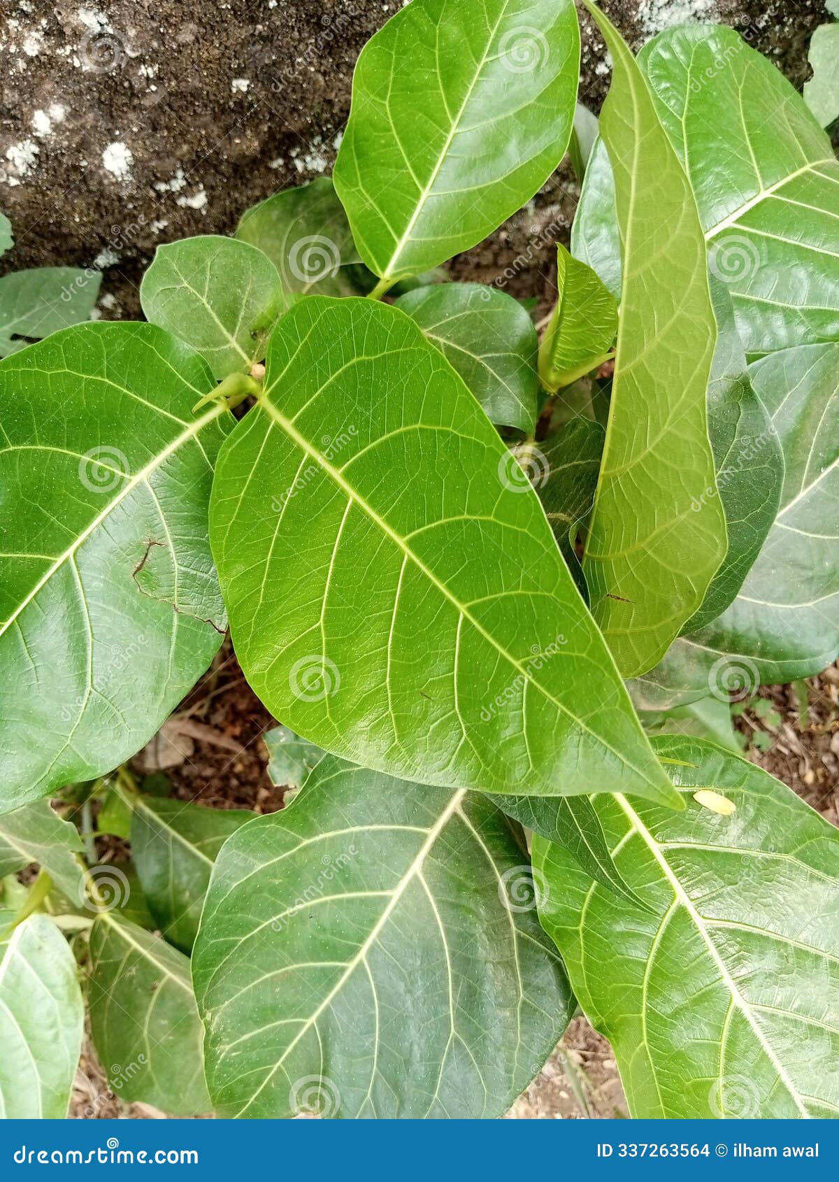 Ficus Septica Hauili Fig Tree Stock Photo - Image of septica, hauili ...