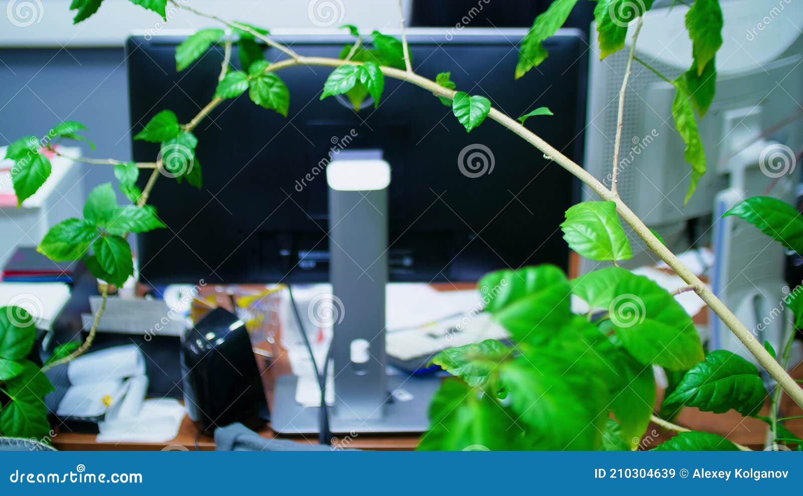 Ficus Shifting from Computer Screen at Background To Leave of Flower at ...
