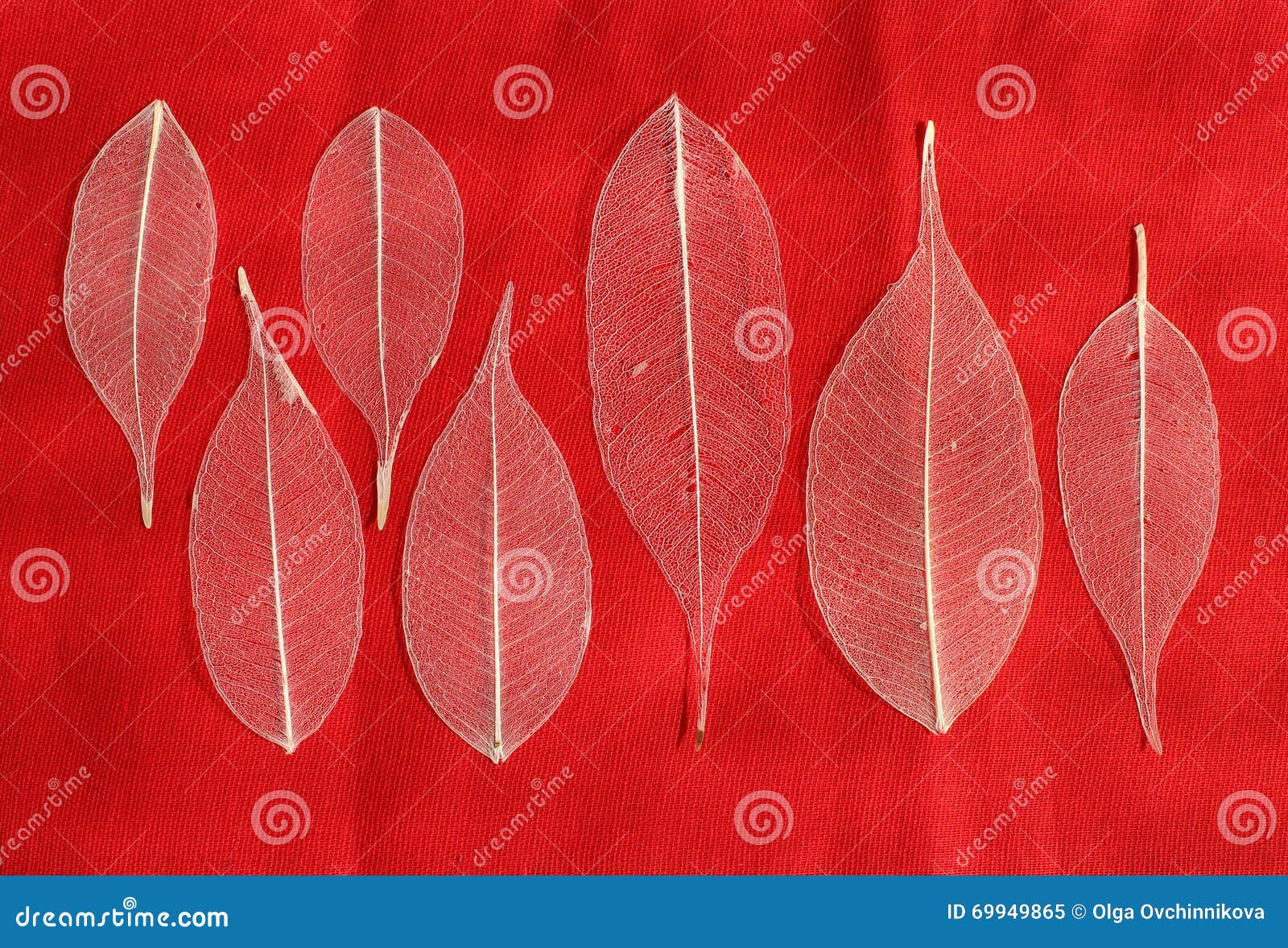 Ficus Skeletonized Sete Da Folha (benjamina Do Ficus) Imagem de Stock ...