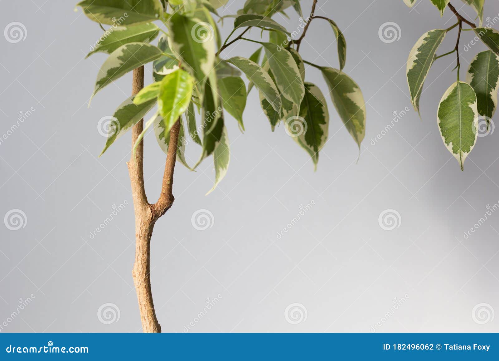 Ficus Stem With Branch Which Need To Cut Or To Produce Offshoot On ...