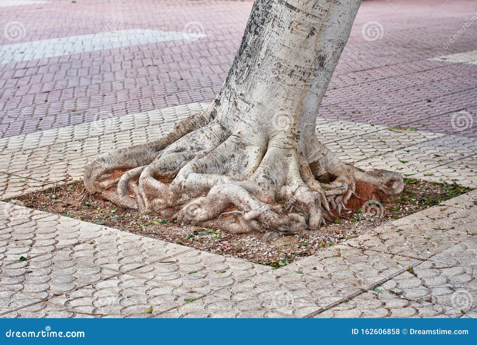 Ficus in the Street with Square Roots Stock Photo - Image of garden ...