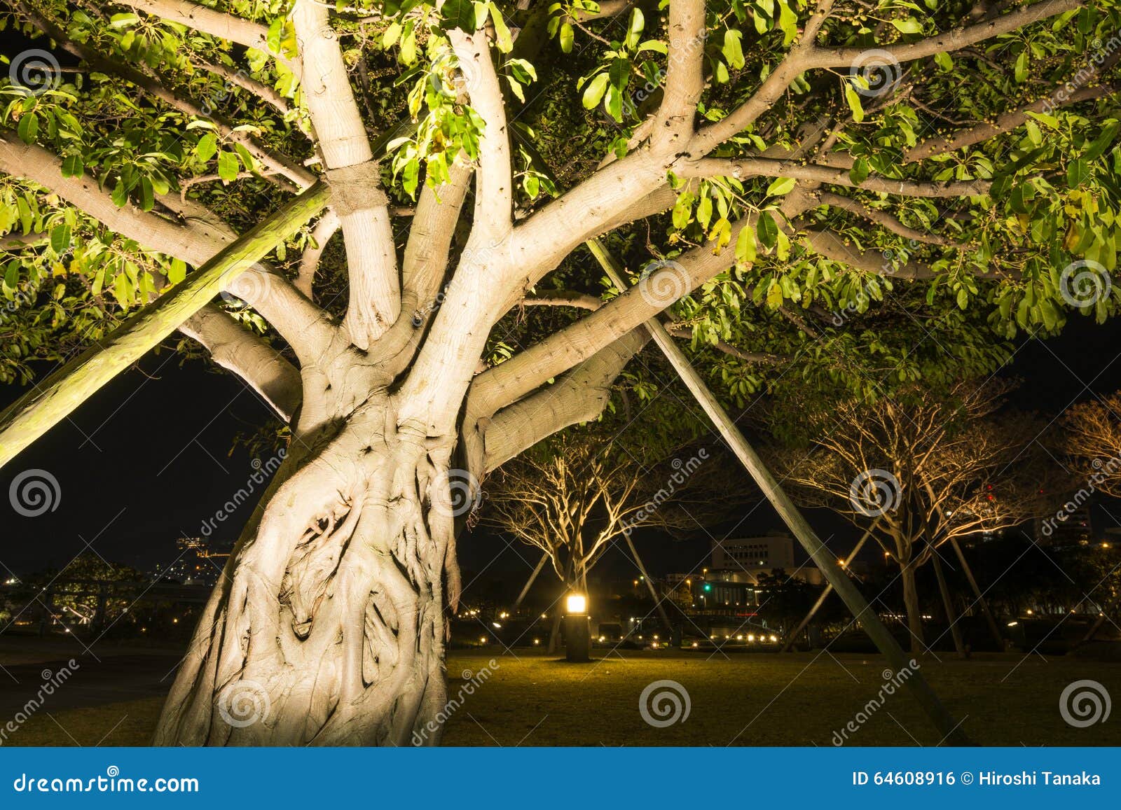 Ficus superba tree stock photo. Image of leaf, branch - 64608916
