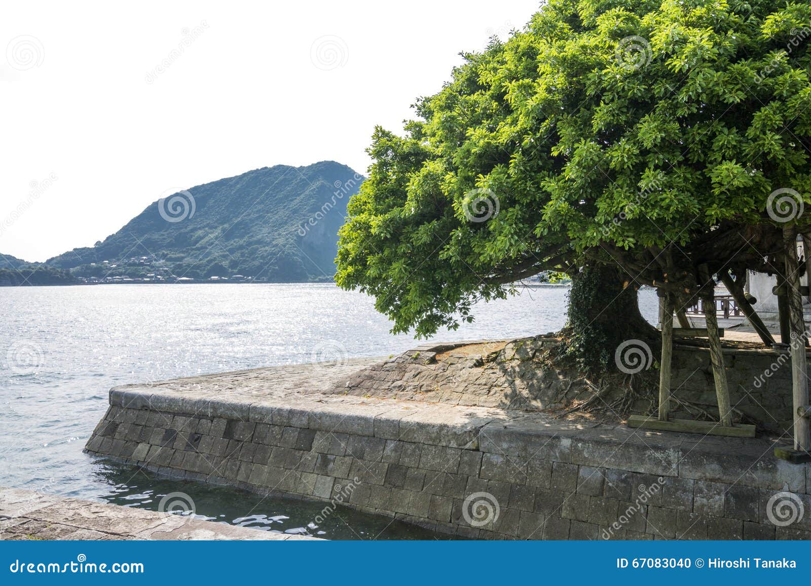 Ficus superba tree stock photo. Image of stone, misumi - 67083040