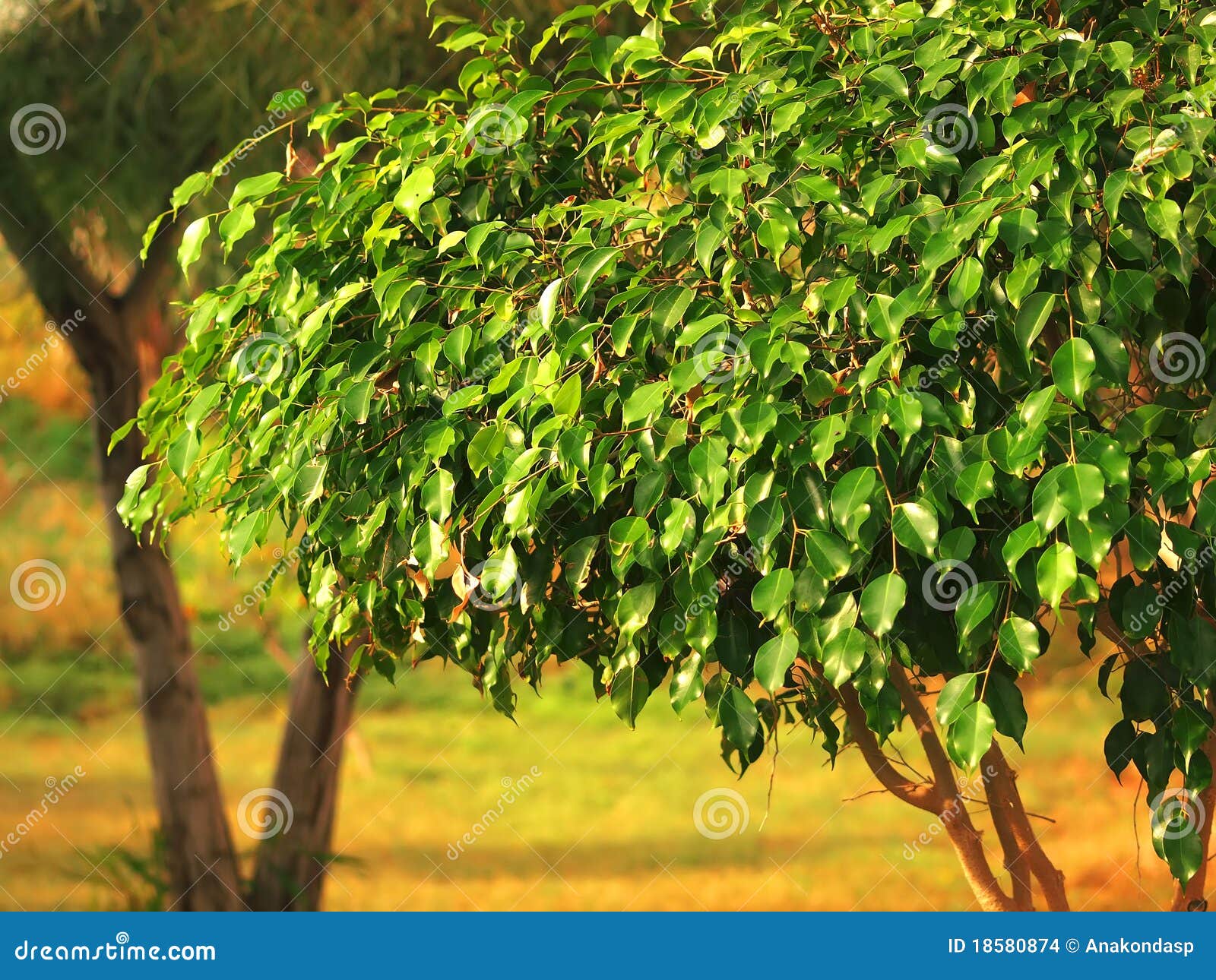 Ficus tree stock photo. Image of plant, extures, outdoors - 18580874