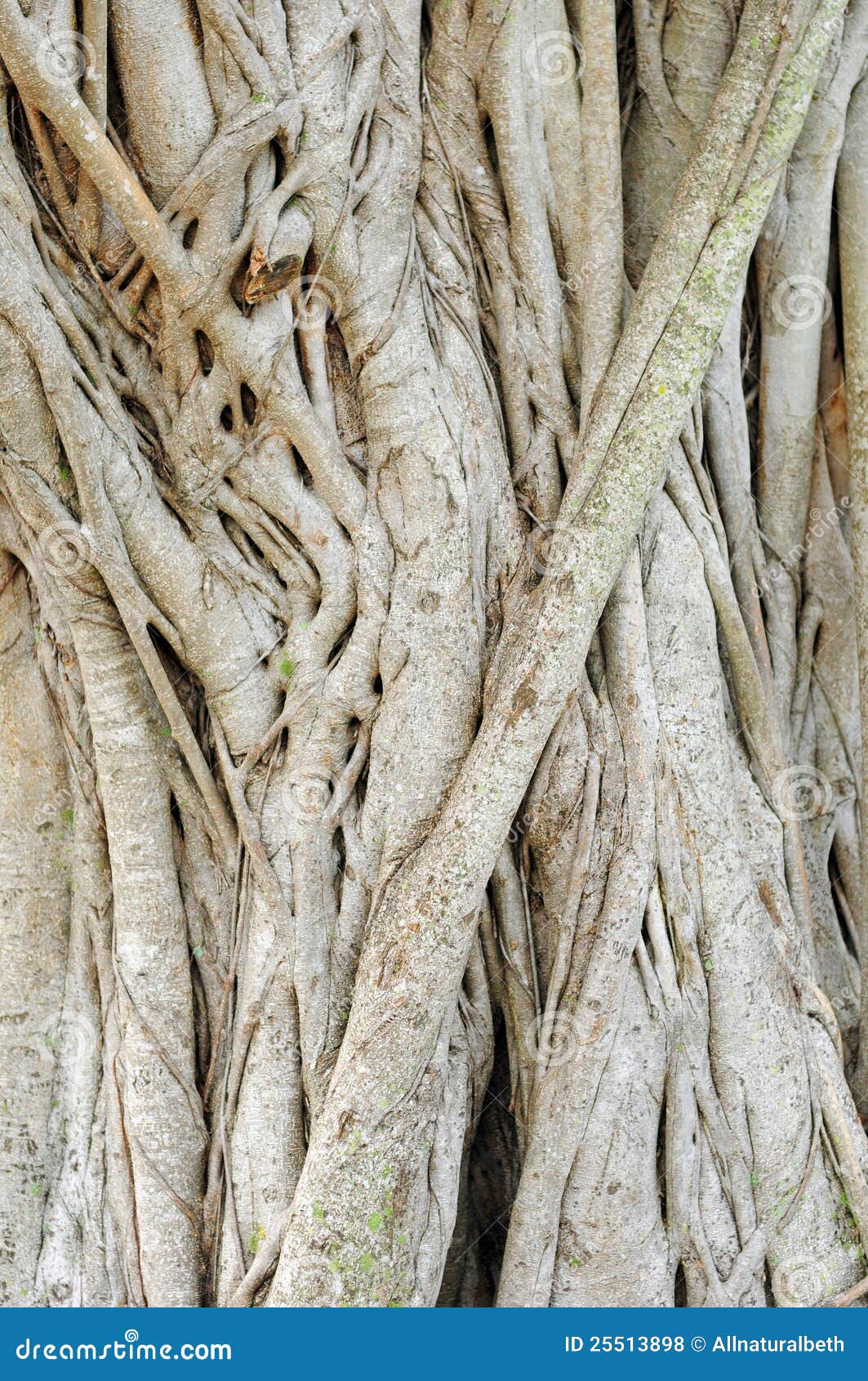 Ficus tree stock photo. Image of florida, growth, growing - 25513898