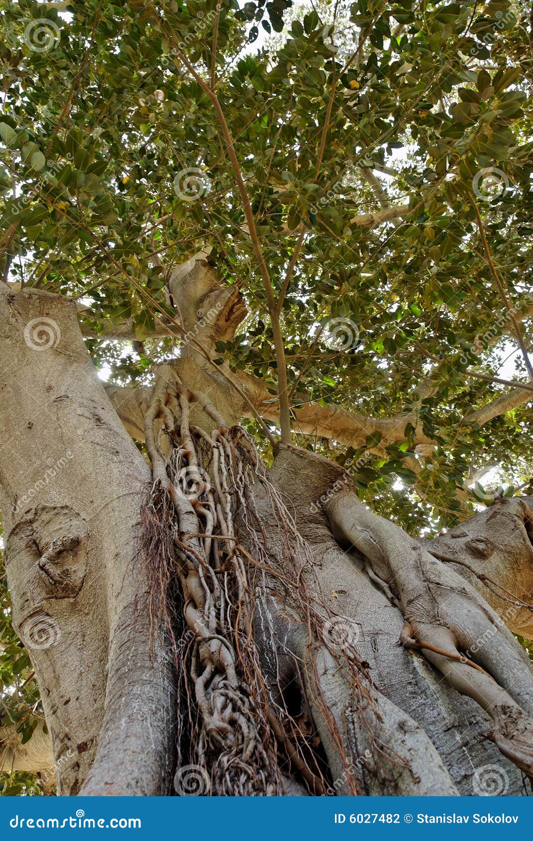 Ficus Tree stock photo. Image of branch, trunk, tree, leaf - 6027482