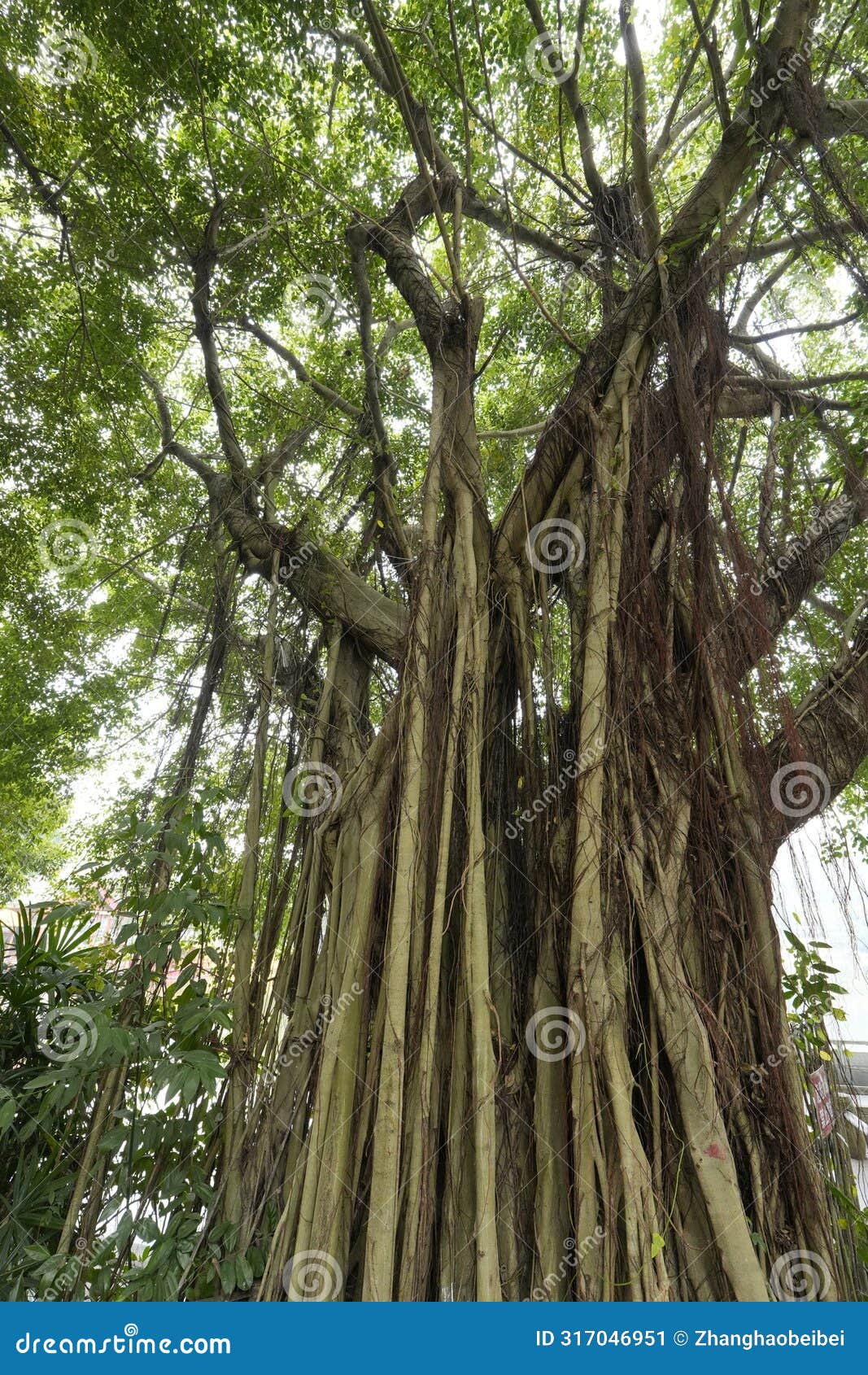Ficus tree aerial root stock image. Image of nature - 317046951