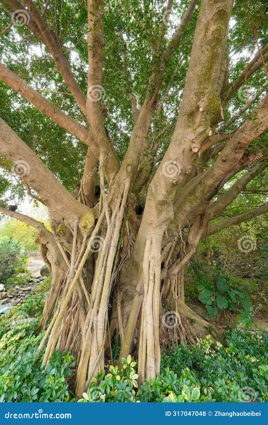 Ficus tree aerial root stock photo. Image of woods, nature - 317047048