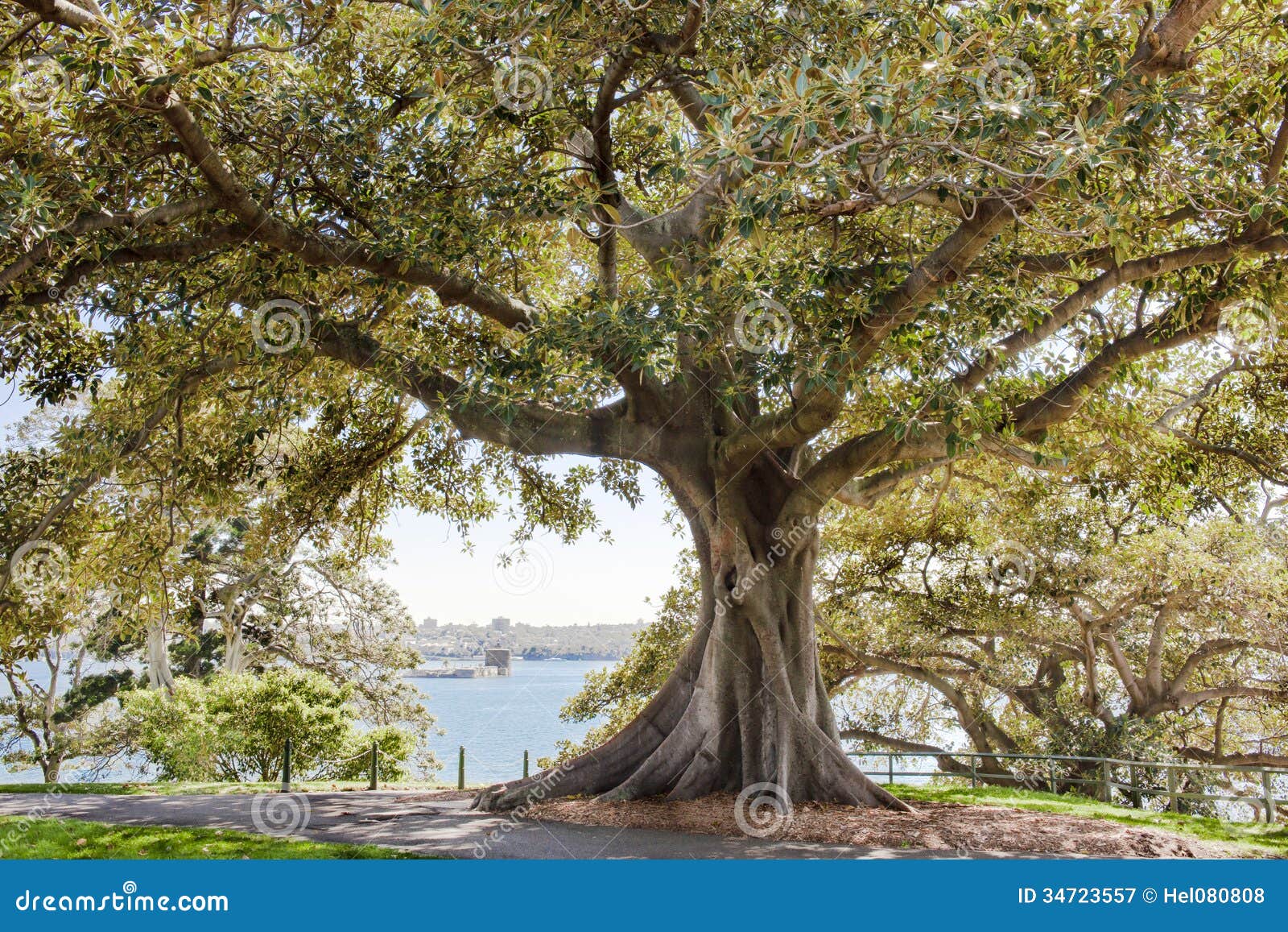 Old Ficus Tree Fallen By Storm Stock Image | CartoonDealer.com #210041965