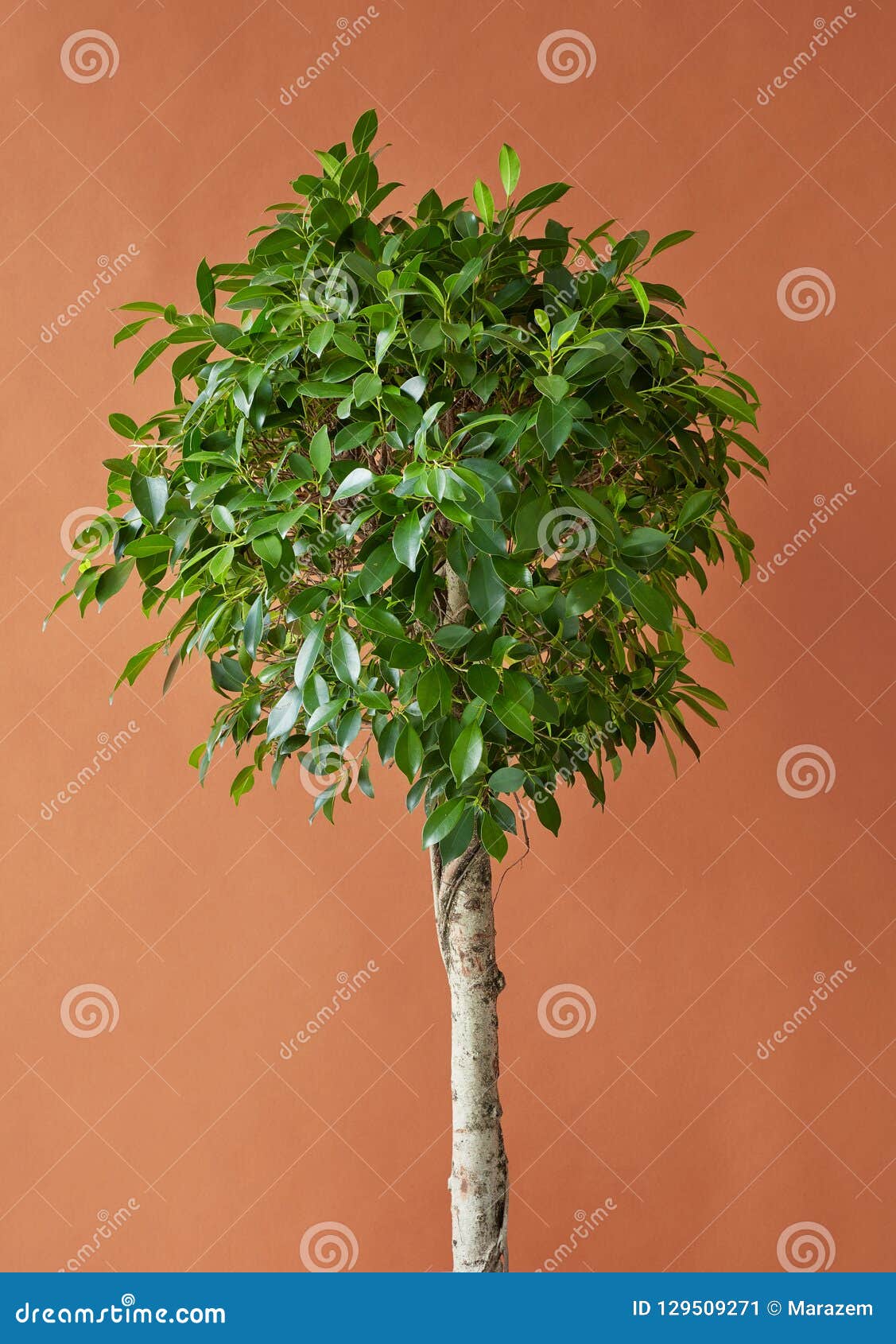 Ficus Tree on a Brown Background Stock Image - Image of design, flora ...