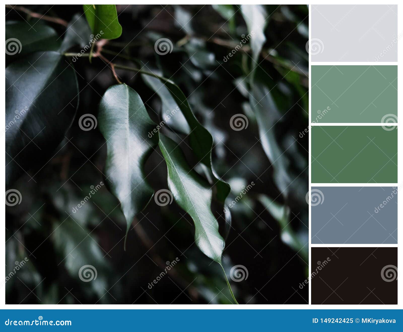 Ficus tree color palette. stock image. Image of palette - 149242425
