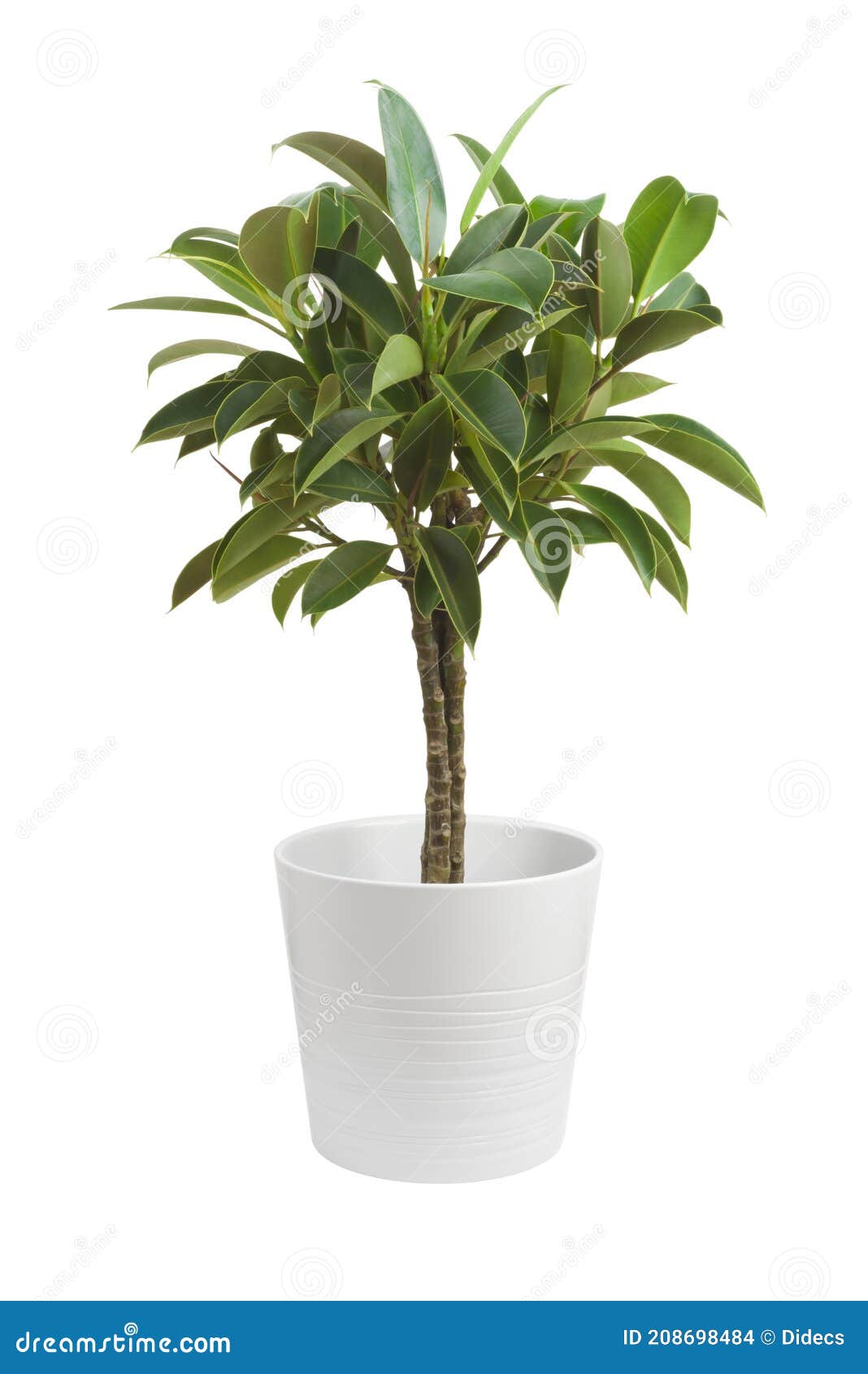 Ficus Tree in Decorative Pot Isolated on White Background Stock Photo ...