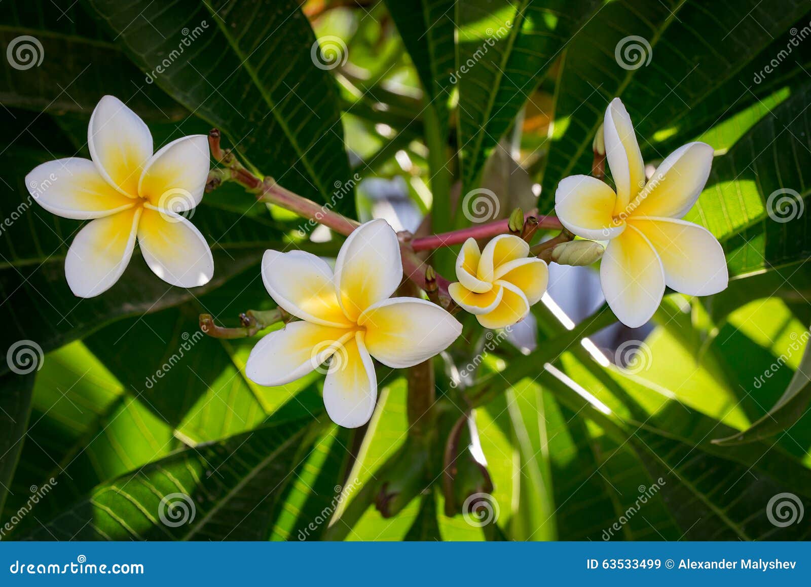 Ficus Tree Flowers, Summer, Tropical Outdoor Stock Image - Image of ...