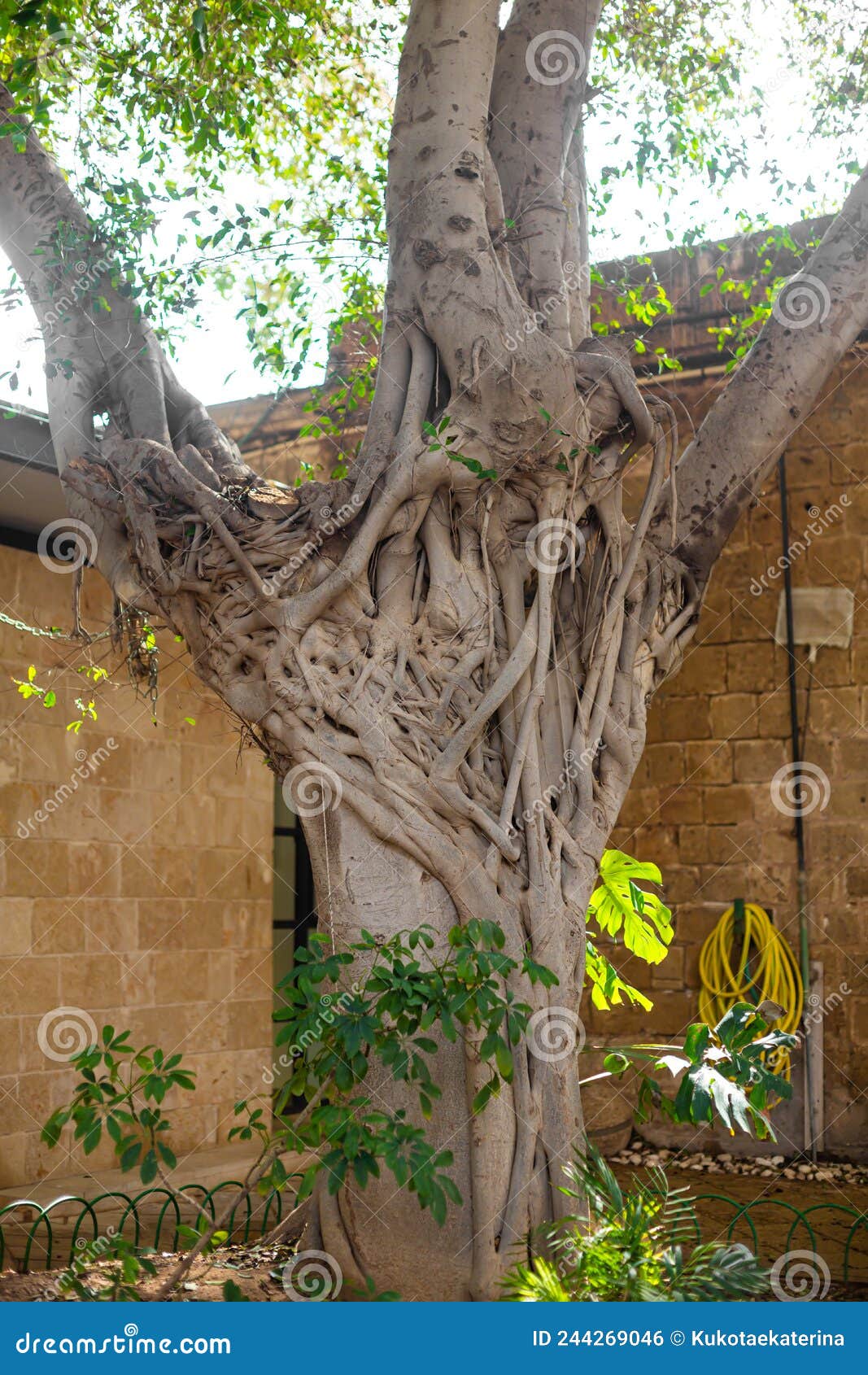 Ficus Tree Growing in the Garden Stock Photo - Image of branch, growth ...