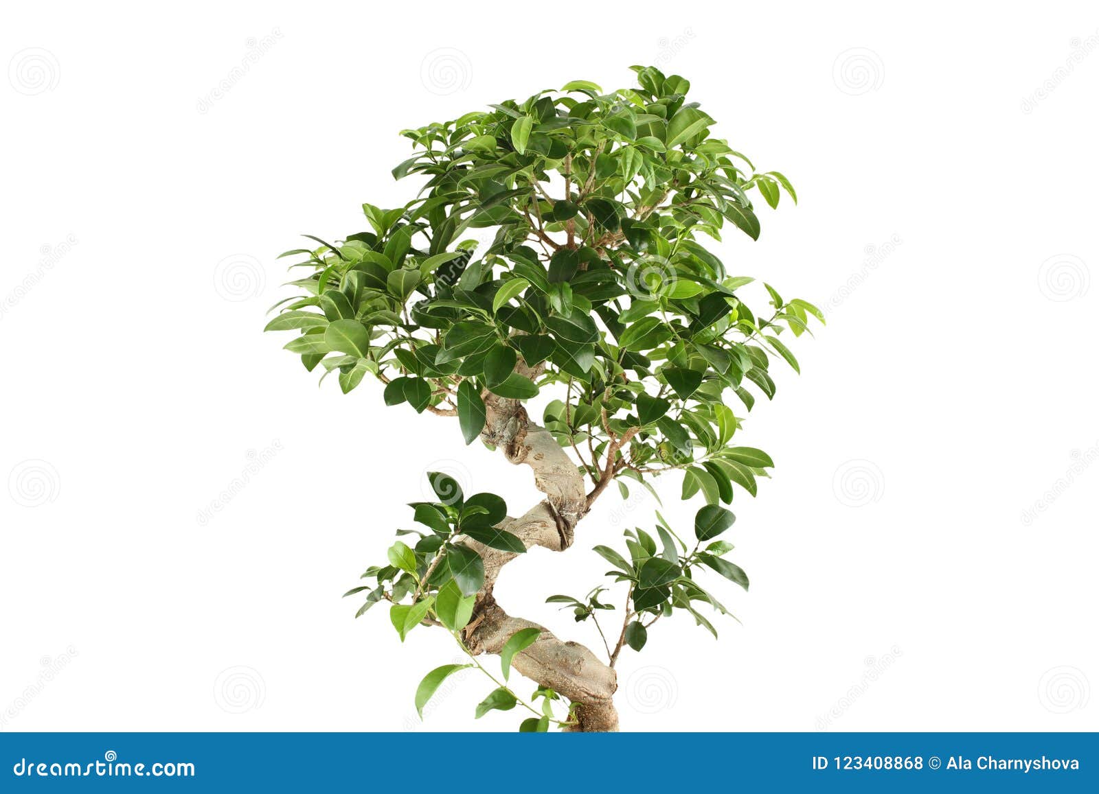 Ficus tree Isolated stock photo. Image of flower, background - 123408868