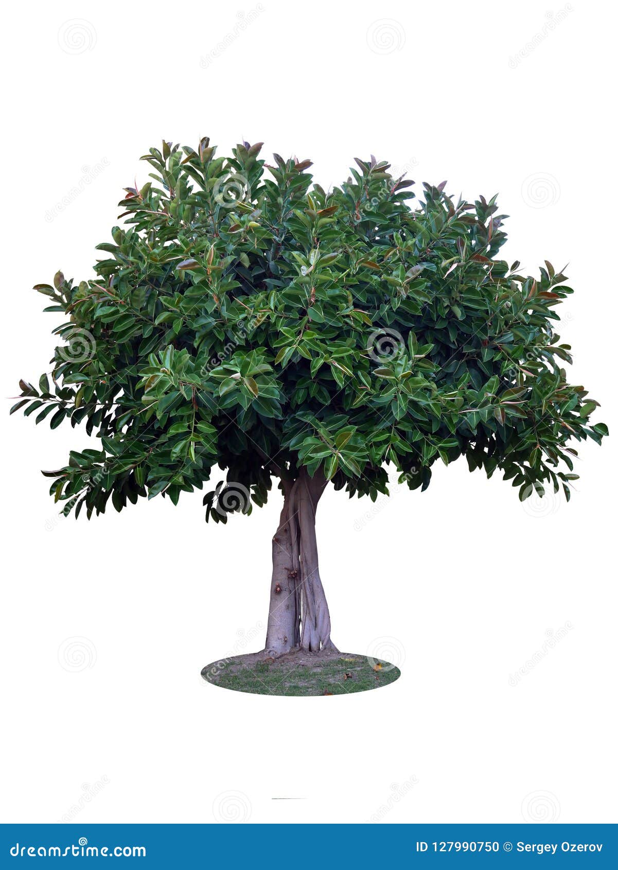 Ficus tree. stock photo. Image of roots, trunk, earth - 127990750