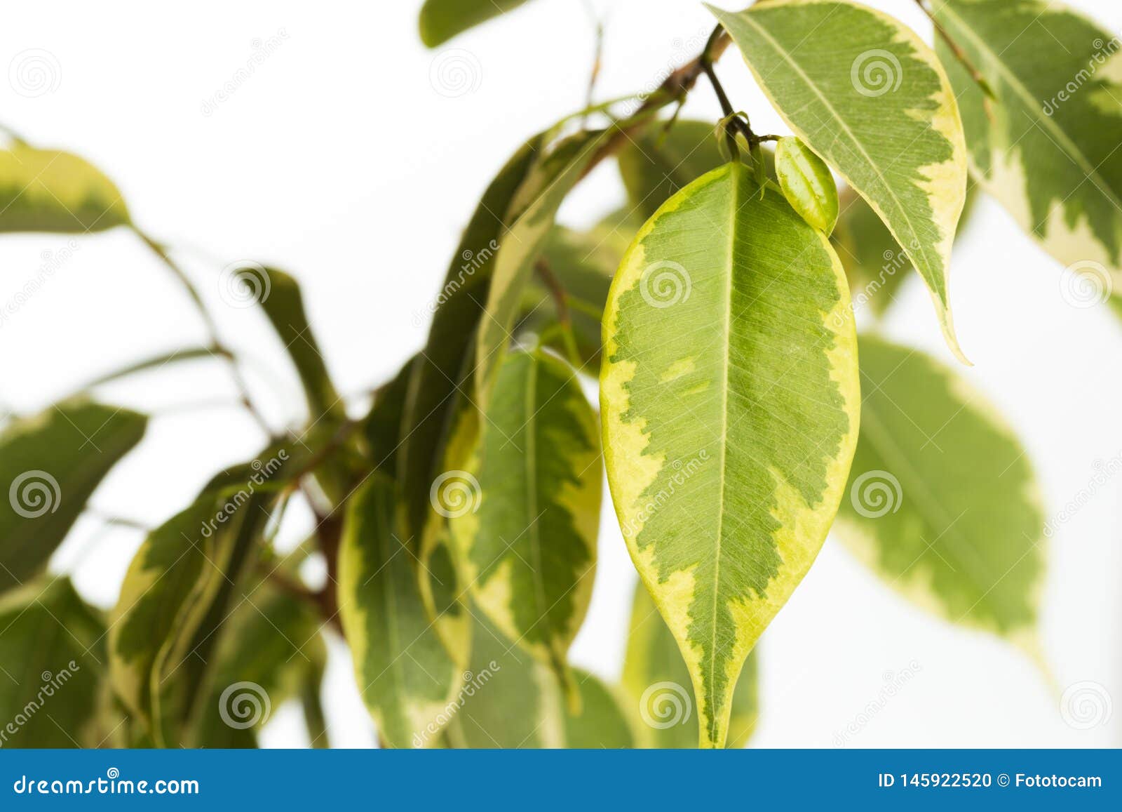Ficus Tree Isolated on White Background Stock Photo - Image of bush ...
