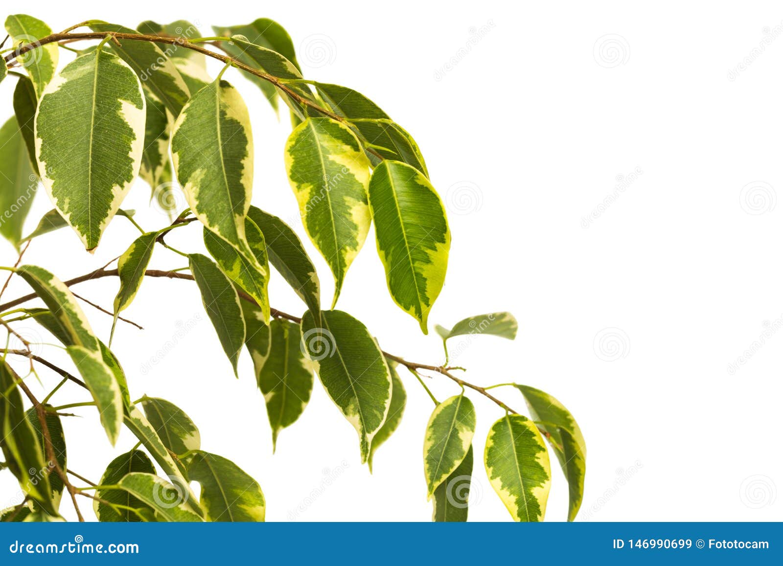 Ficus Tree Isolated on White Background Stock Image - Image of ...