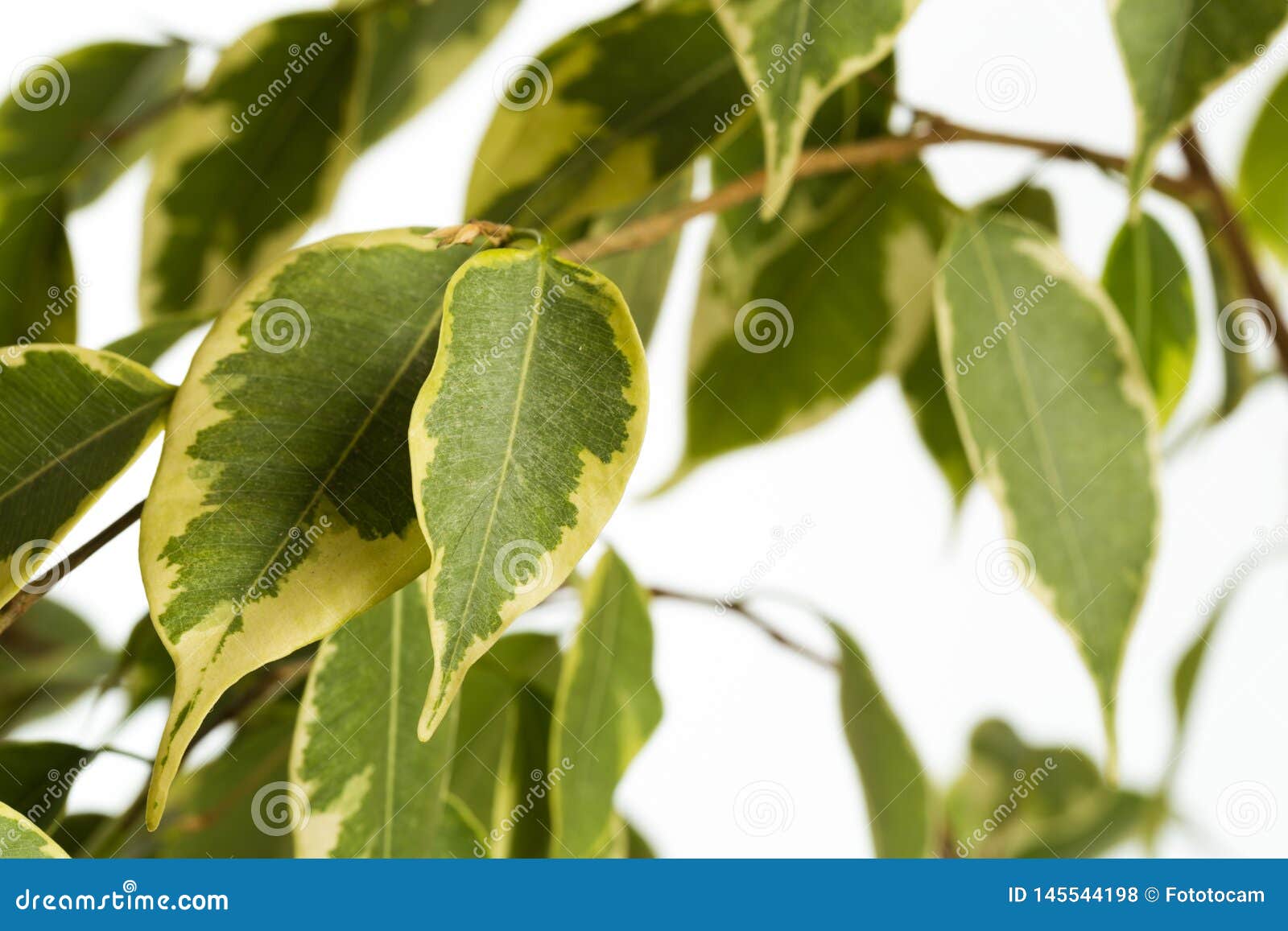 Ficus Tree Isolated on White Background Stock Photo - Image of foliage ...