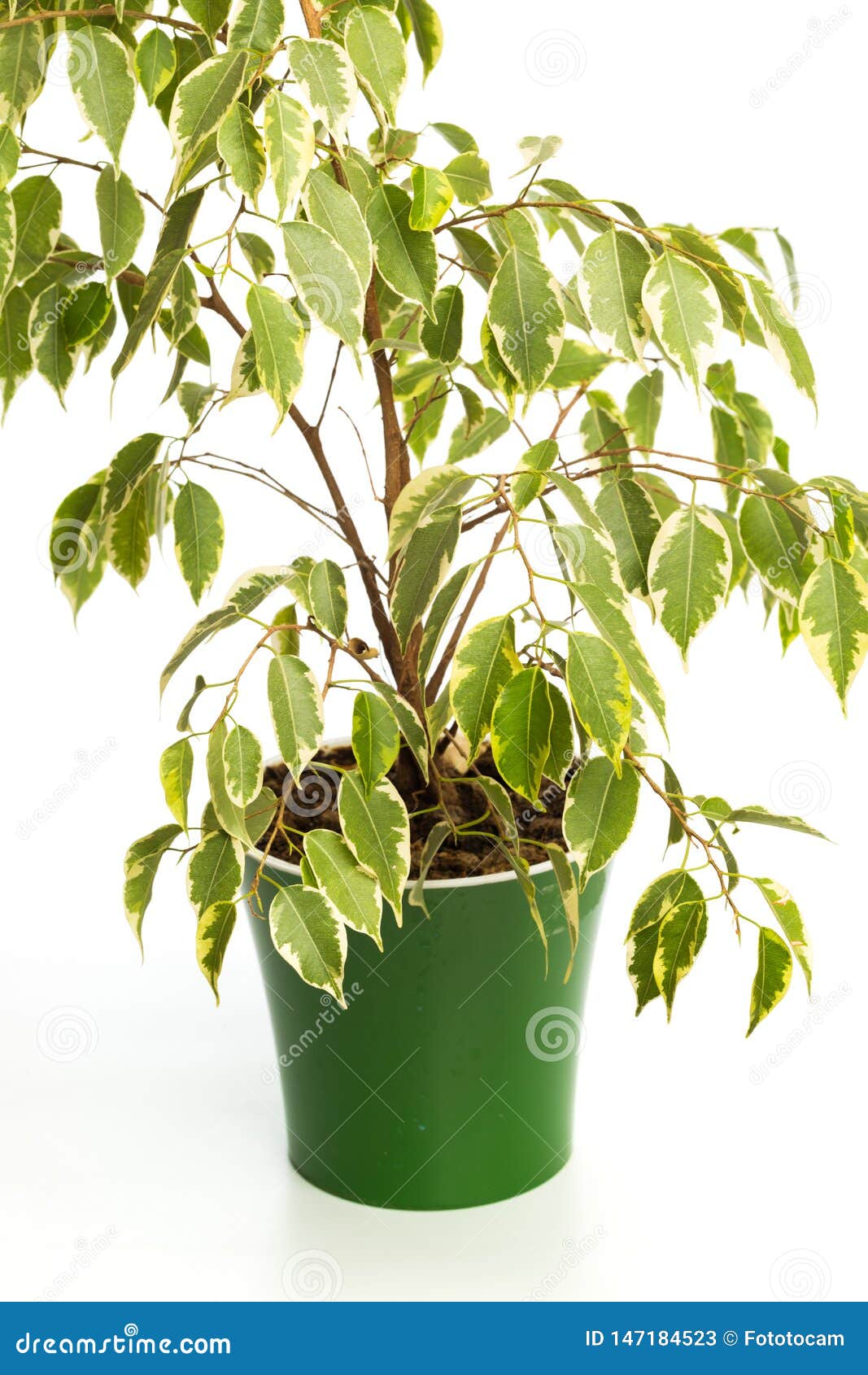 Ficus Tree Isolated on White Background Stock Image - Image of green ...