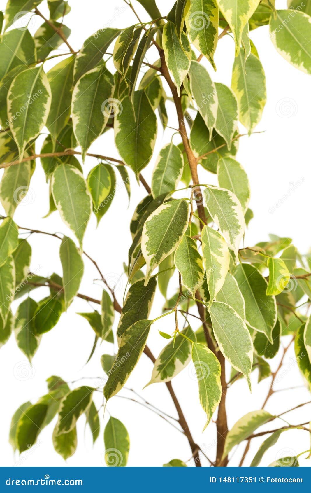 Ficus Tree Isolated on White Background Stock Image - Image of garden ...