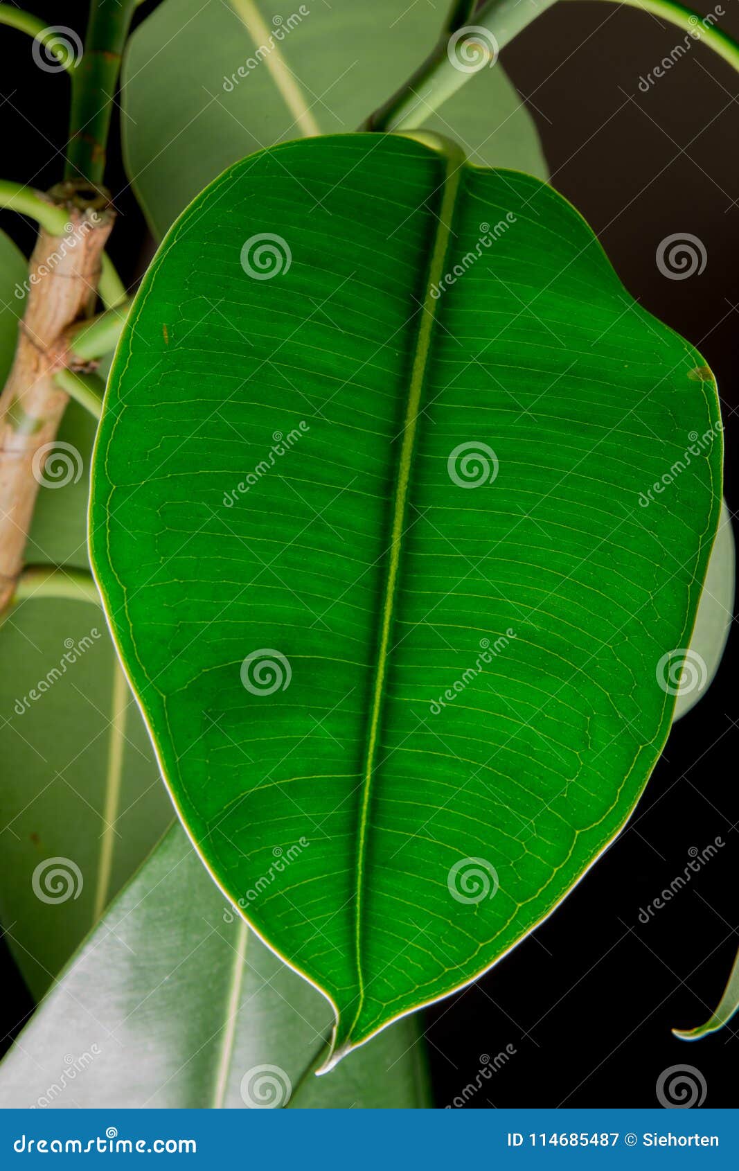 Ficus tree leaf stock image. Image of line, color, detail - 114685487