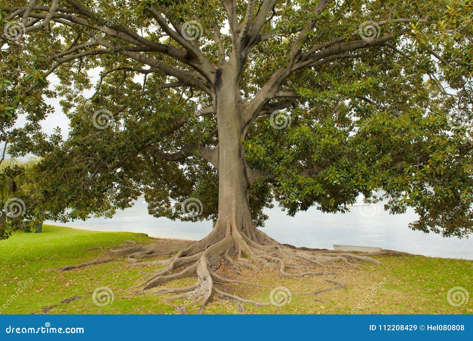 Ficus Tree, Perth, Australia Stock Image - Image of plants, plant ...