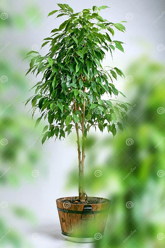 Ficus tree in pot stock image. Image of foliage, branch - 17812203