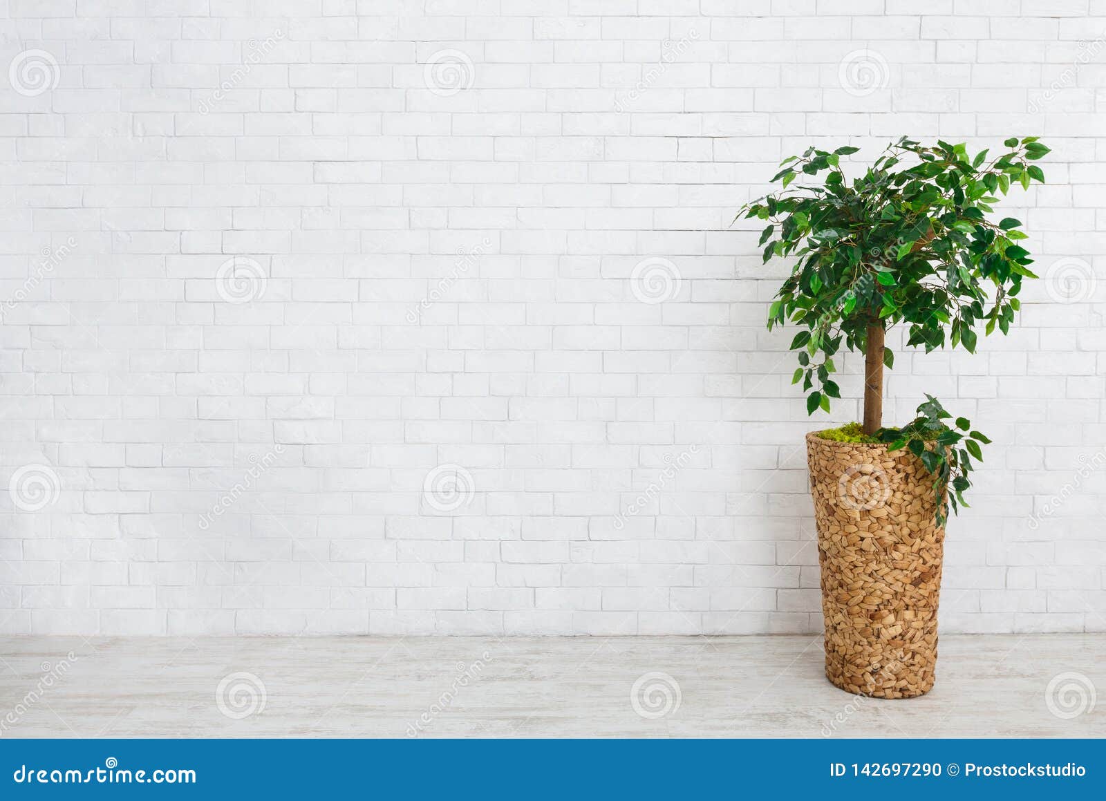 Ficus tree in pot stock photo. Image of modern, standing - 142697290
