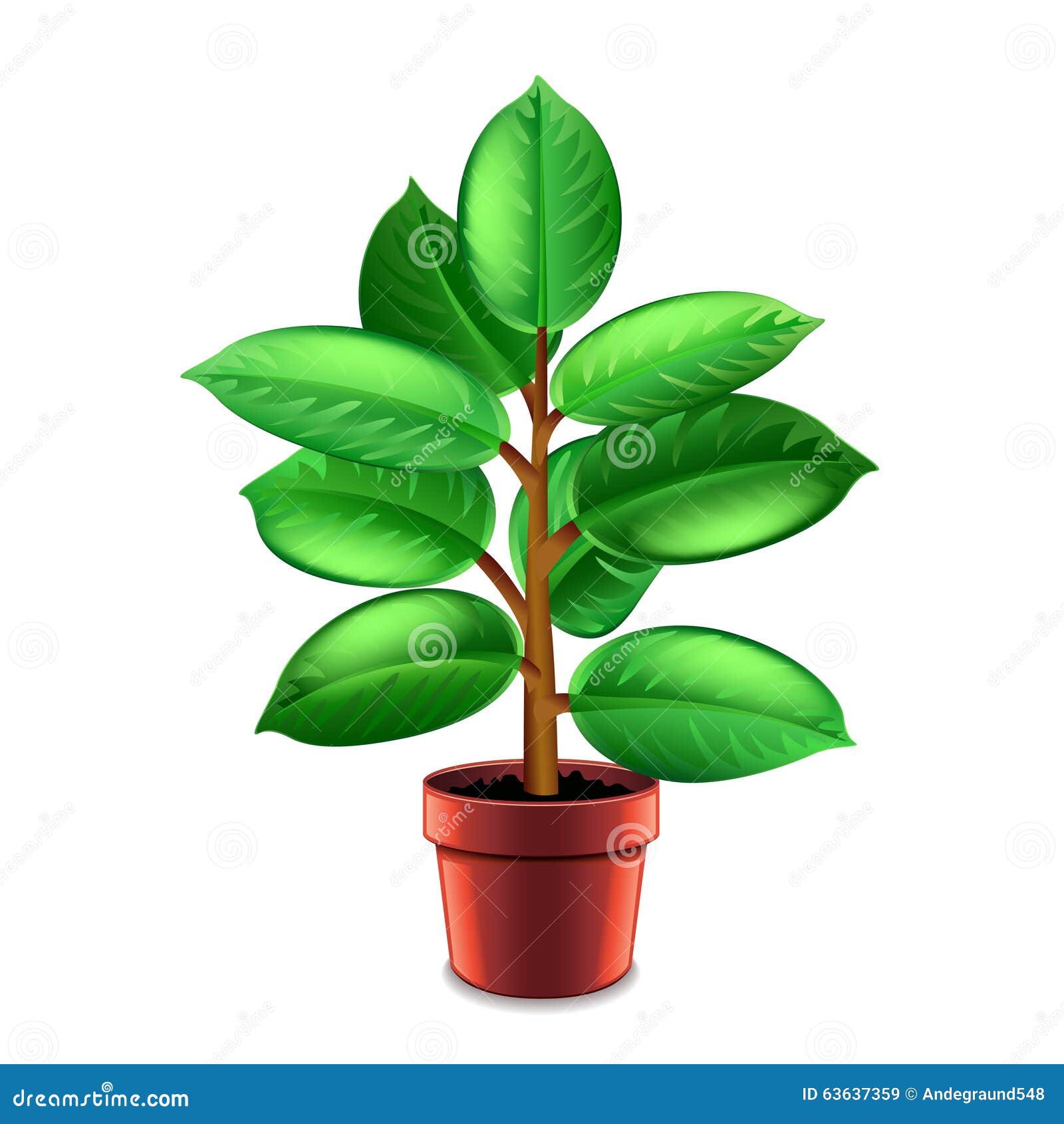 Ficus Tree in Pot on White Vector Stock Vector - Illustration of ...