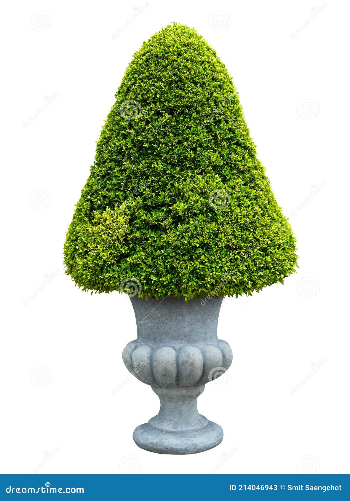 Ficus Tree in Potted Isolated. Stock Image - Image of green, background ...