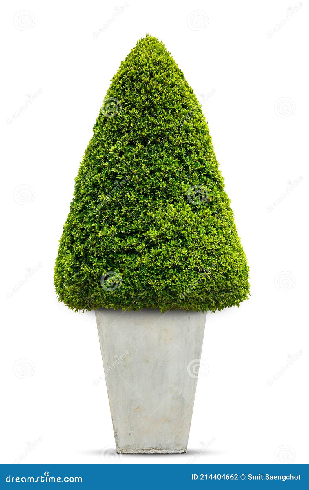Ficus Tree in Potted Isolated. Stock Photo - Image of isolated, garden ...