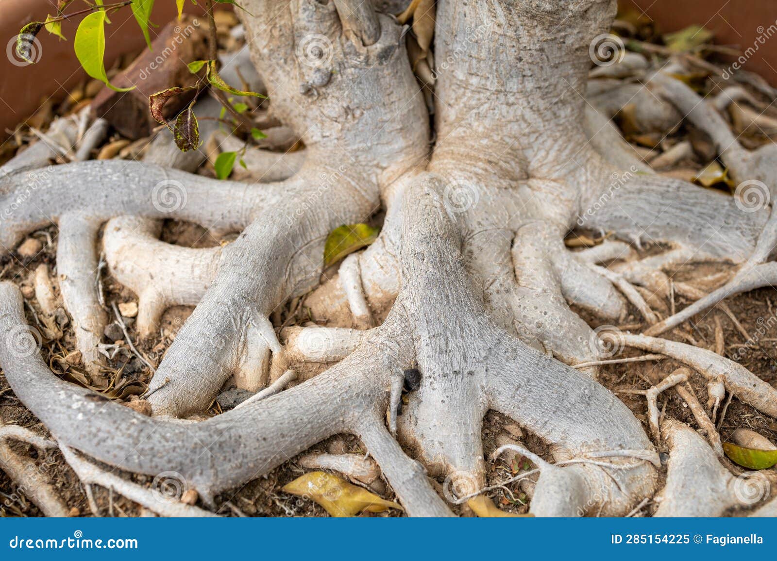 Ficus Tree Root System Diagram Ficus Tree Root System Diagra