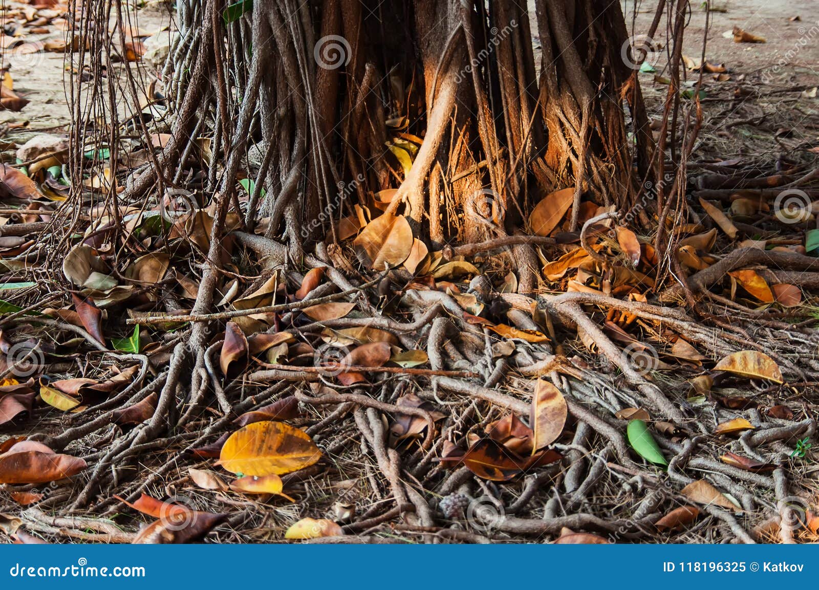 Ficus Tree Roots in park stock image. Image of branch - 118196325