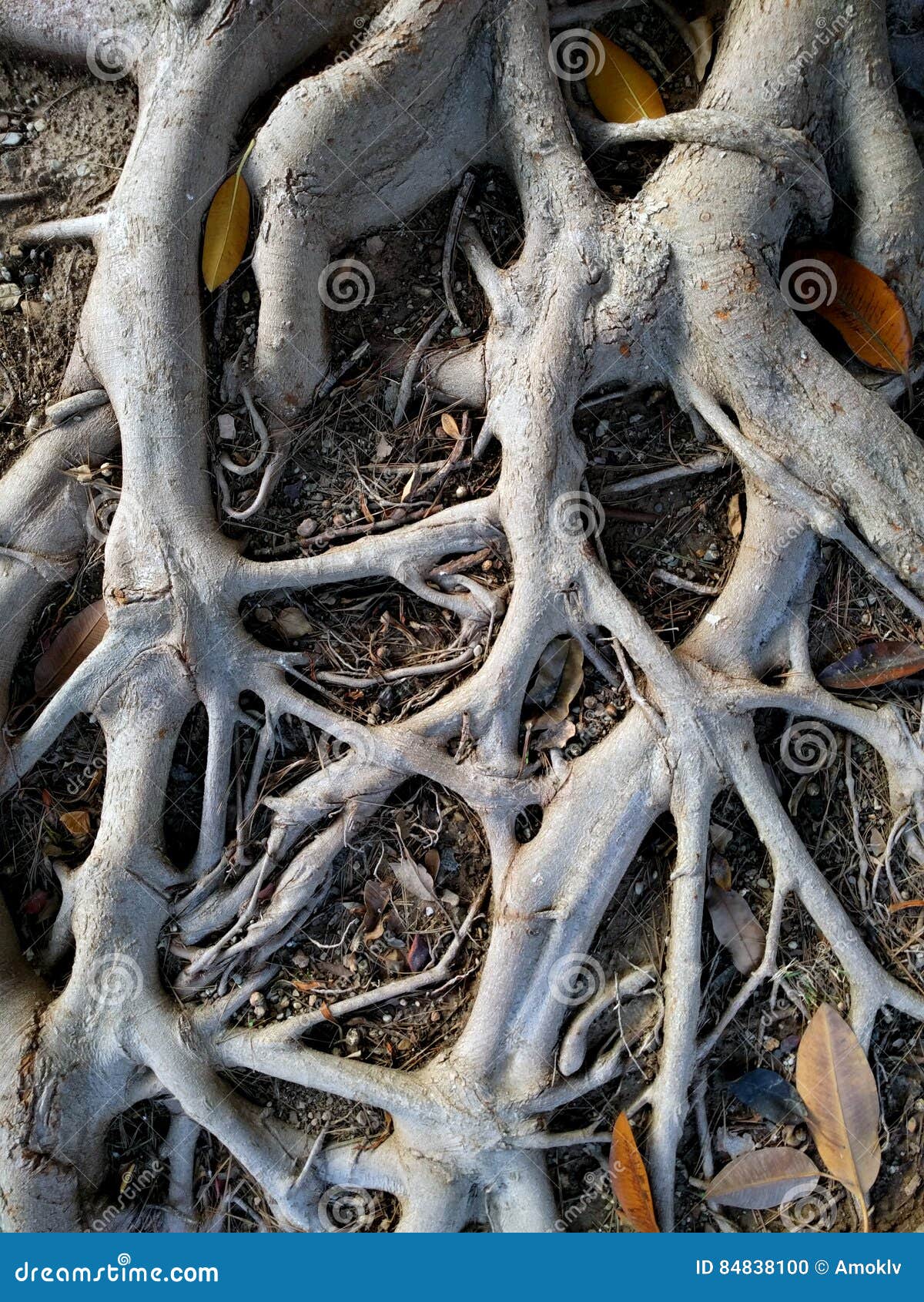 Ficus Tree roots. Spain stock photo. Image of beauty - 84838100