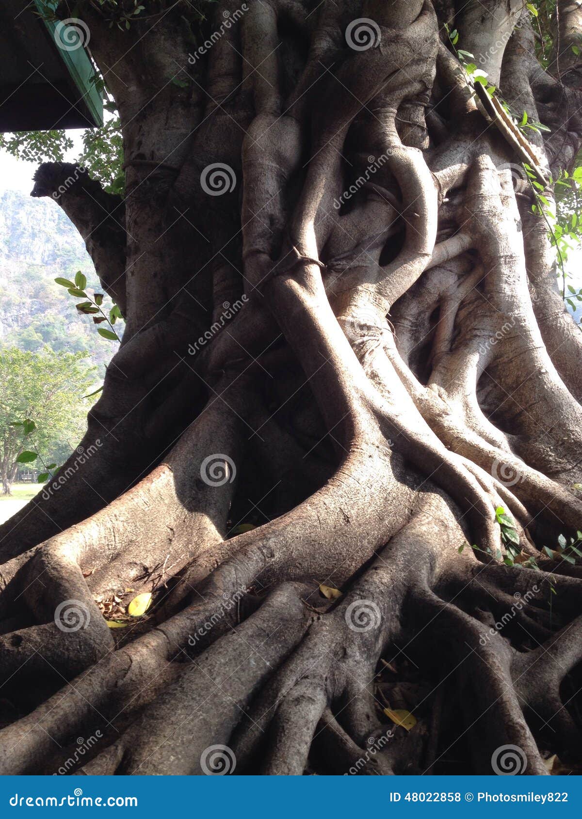 Ficus tree stock photo. Image of texture, weeping, sunshine - 48022858