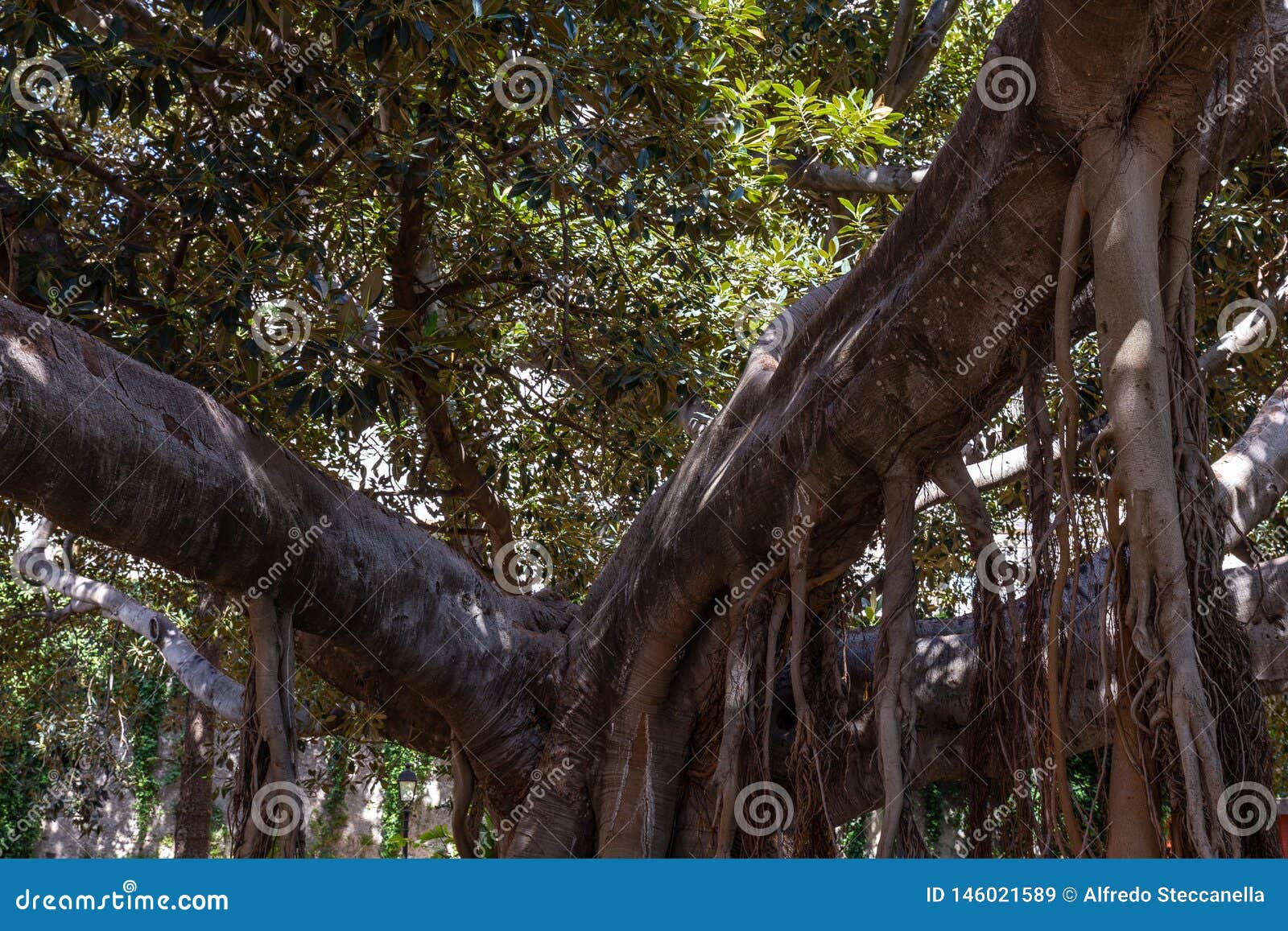 The ficus tree stock image. Image of growth, nature - 146021589