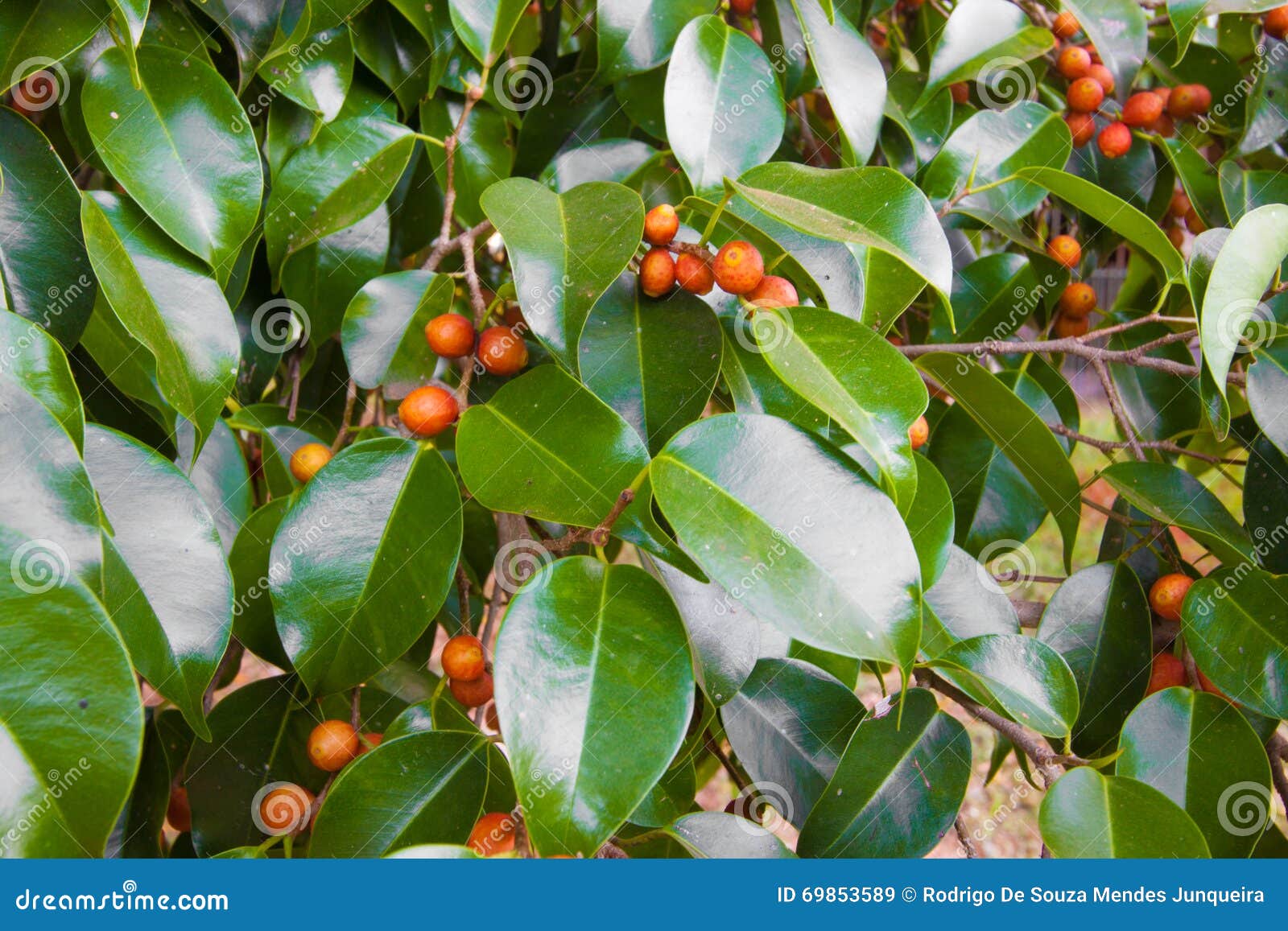 Ficus Tree Seeds stock image. Image of seed, benjamina - 69853589