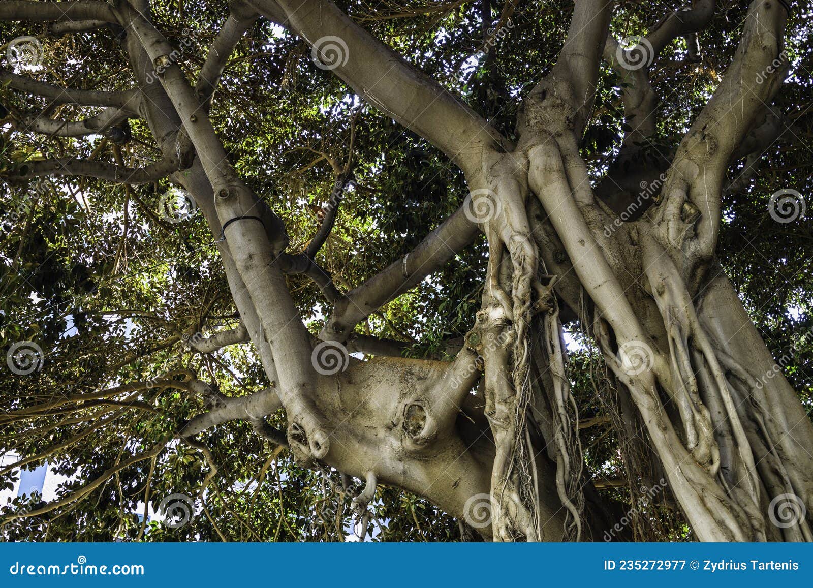 Ficus Tree with a Thick Trunk in the Park Stock Image - Image of grow ...