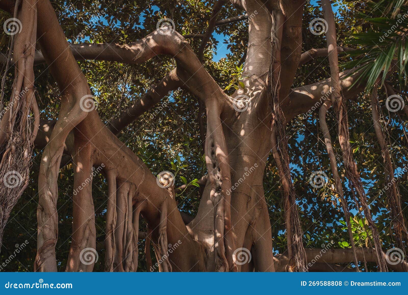 Ficus Tree Trunk, Air Roots in Tropical Forest Stock Photo - Image of ...