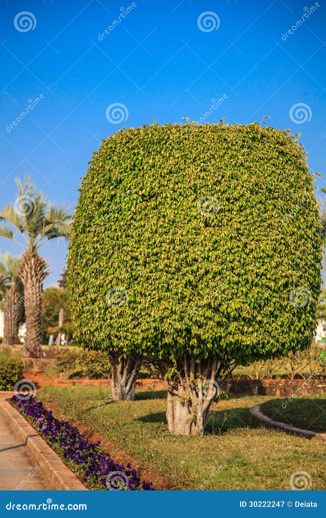 Ficus Benjamina (weeping Fig or Ficus Tree) Stock Image - Image of ...
