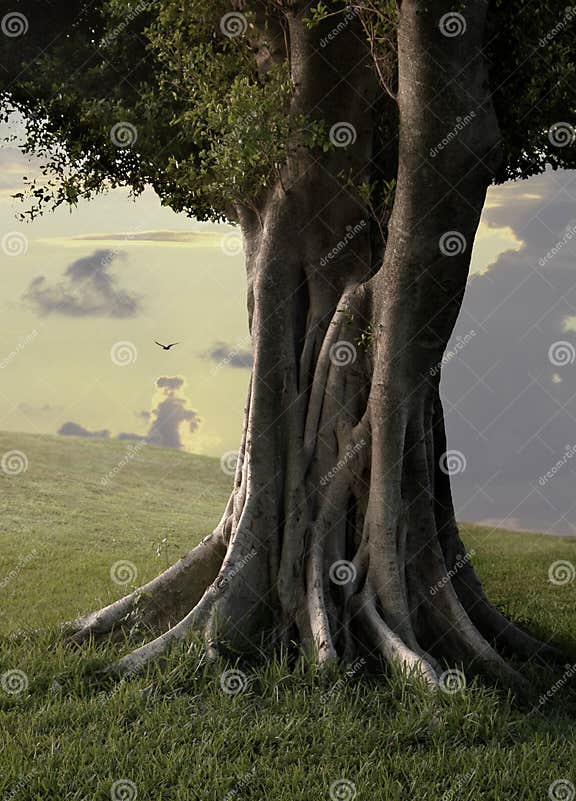 Ficus Trees III stock image. Image of florida, park, setting - 251833